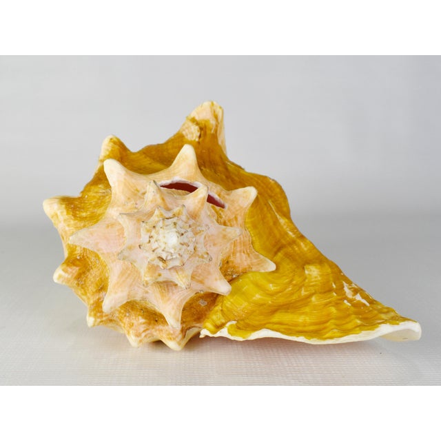 Vintage Natural Conch Shell Nautical Coastal Decor | Chairish