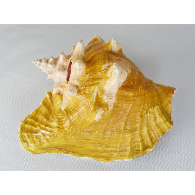 Vintage Natural Conch Shell Nautical Coastal Decor | Chairish