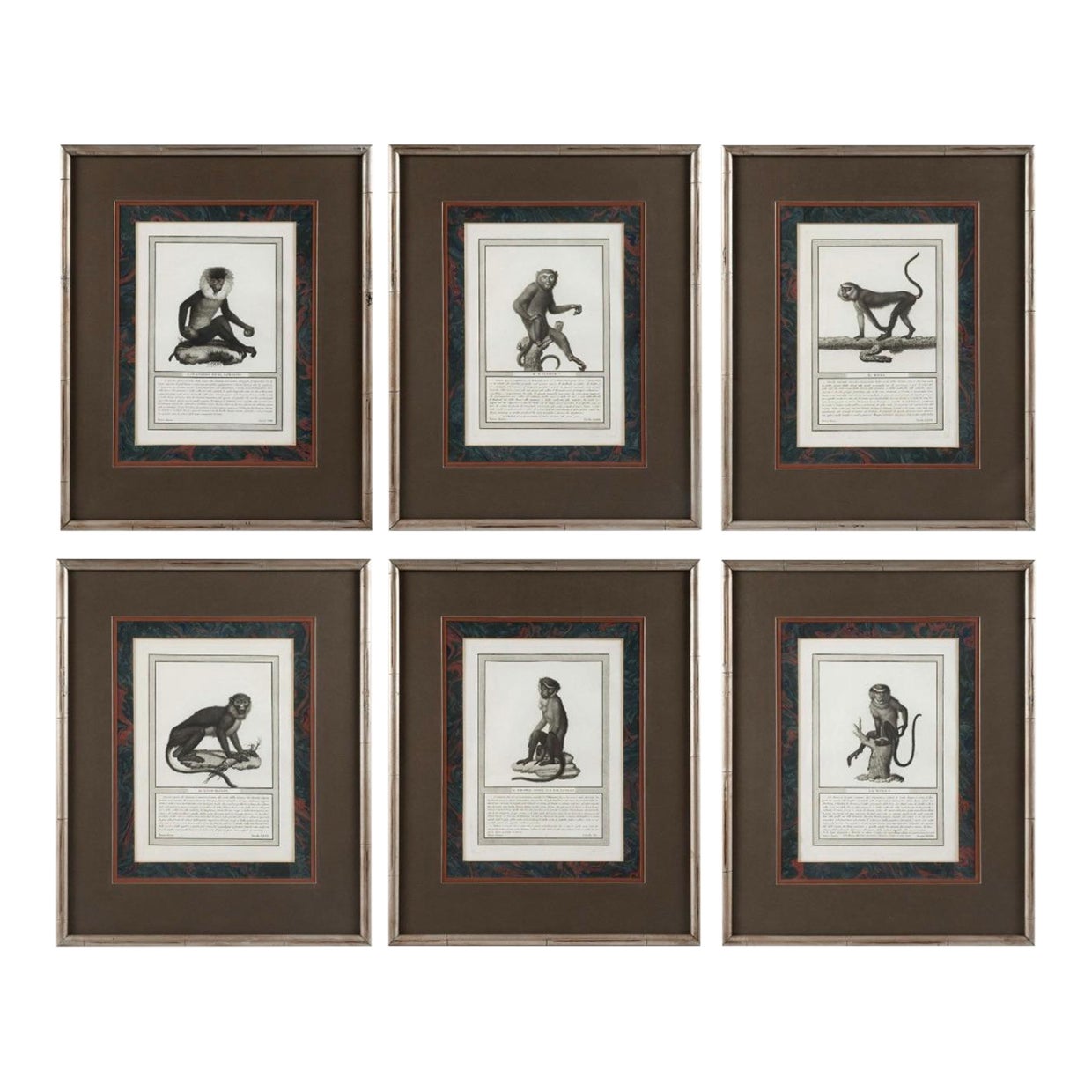 19th-C. French Monkey Engravings Nicolas Henri Jacob - Jacob’s Monkeys ...