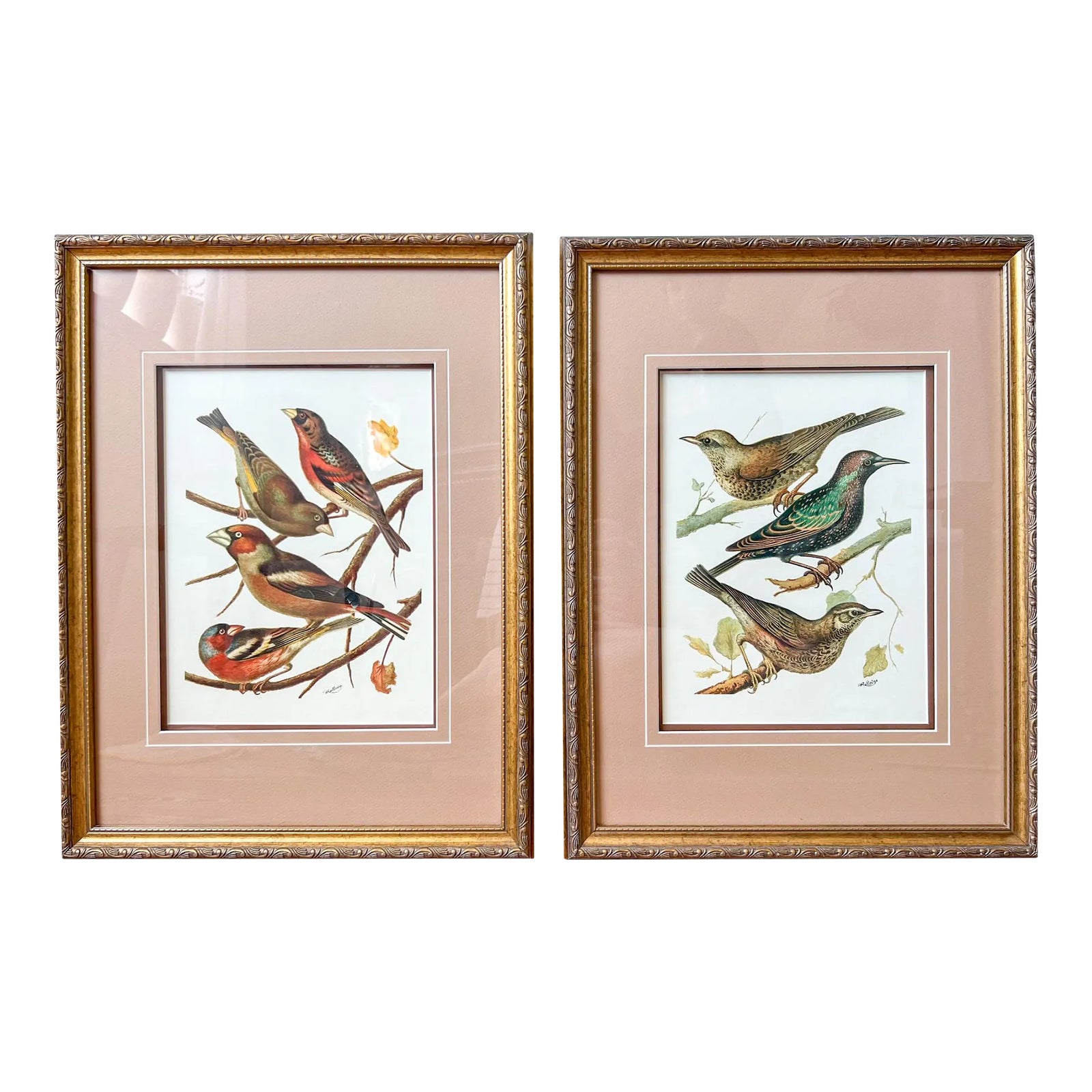 Vintage Bird Family Prints by William Rutledge Matted and Framed- a ...