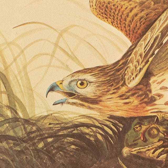 1966 Winter Hawk and Bull Frog After Audubon, XL Cottage Print | Chairish