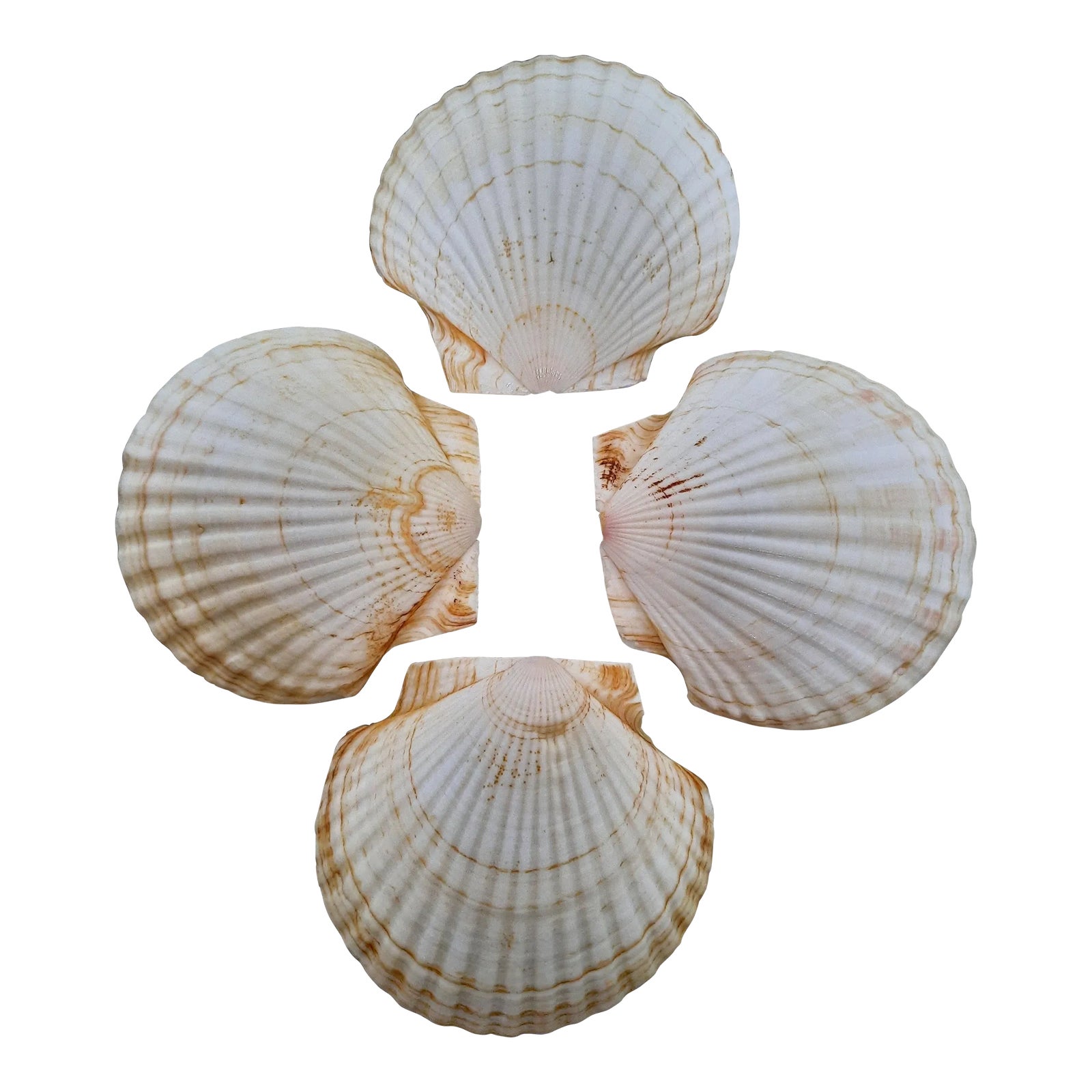 Large Late 20th Century Natural Seashells Off White Half Shells- Set of ...