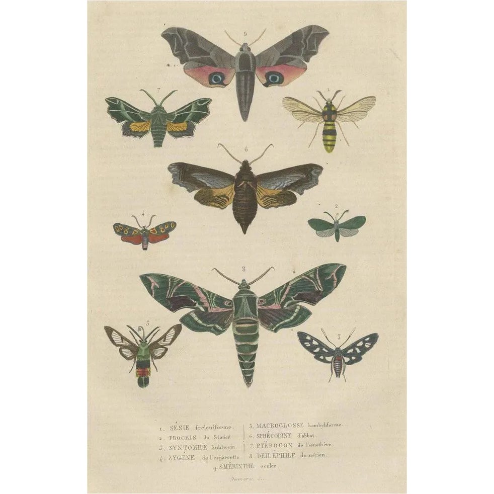 Drapiez, Lepidoptera: Compendium of Moths and Butterflies, 1845, Print ...