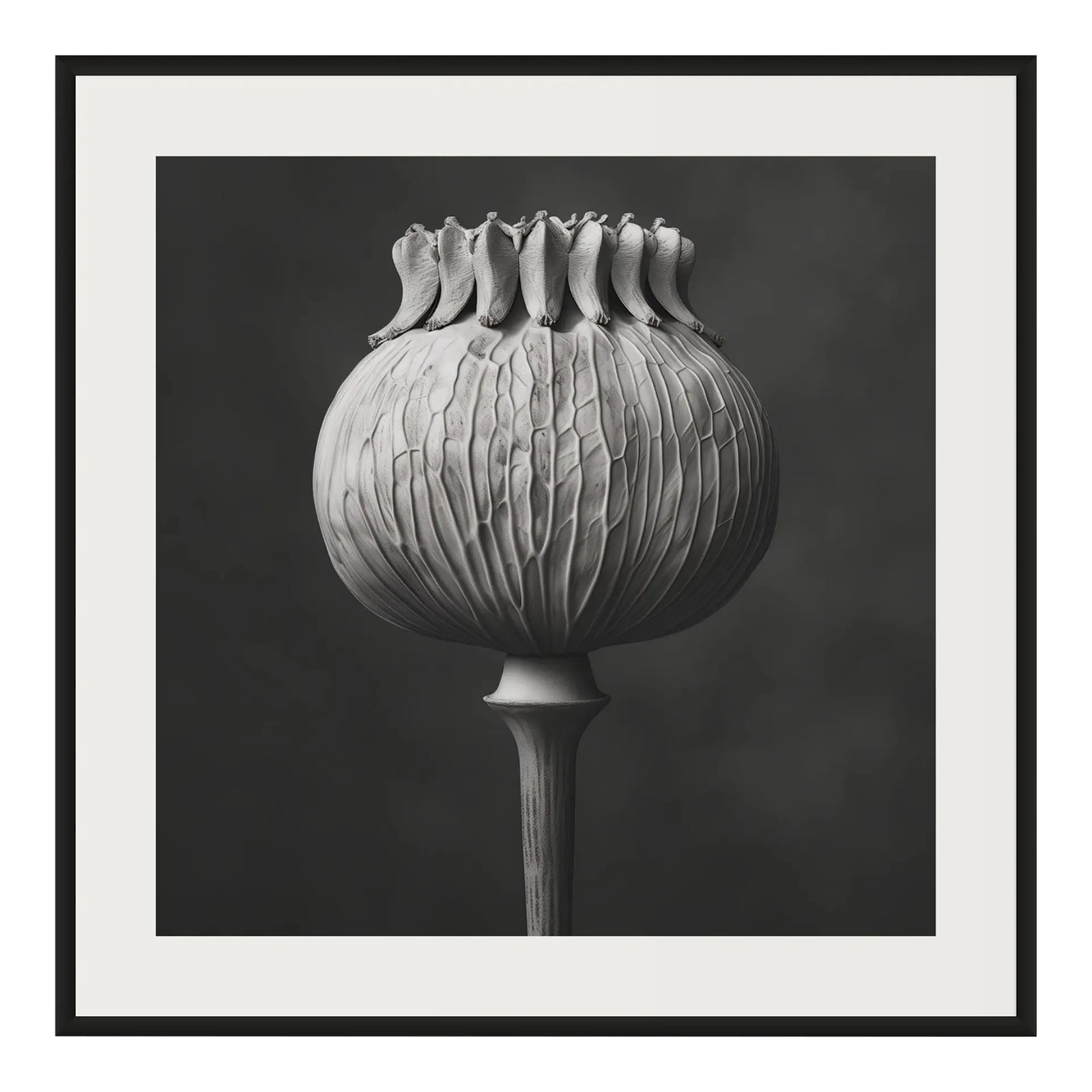 'Poppy Pod Head' #4 - Black and White Botanical Photography Print ...