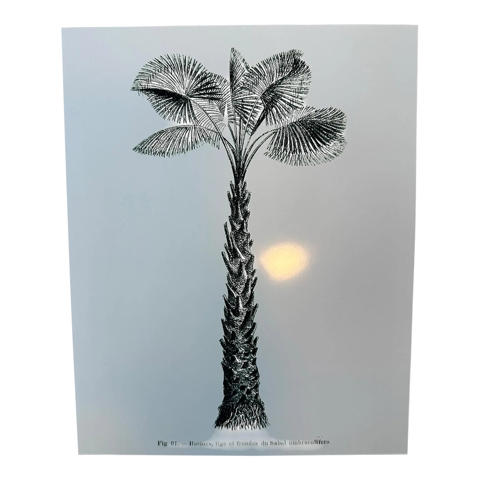 Blk White Photograph of Vintage Palm Tree Drawing Les Palmiers Histoire ...