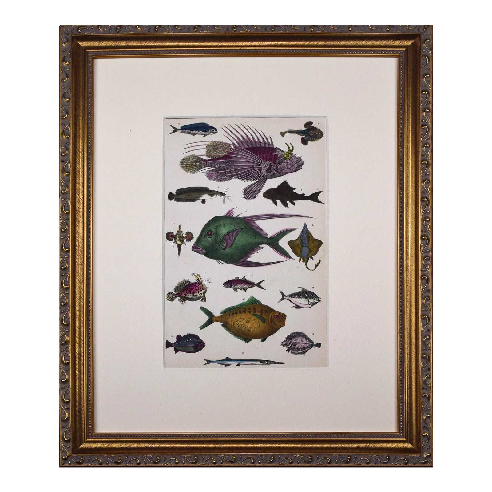 19th Century Antique Hand Colored Fish Engraving by Goldsmith | Chairish