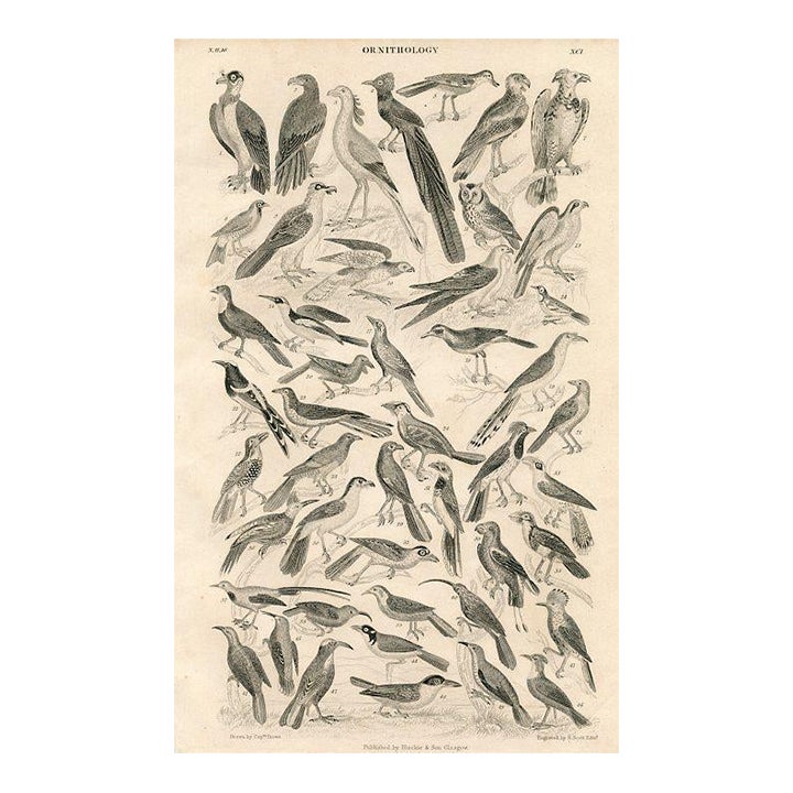 Mid-1800s, Birds of Prey Print Including Eagle and Vulture, Original ...