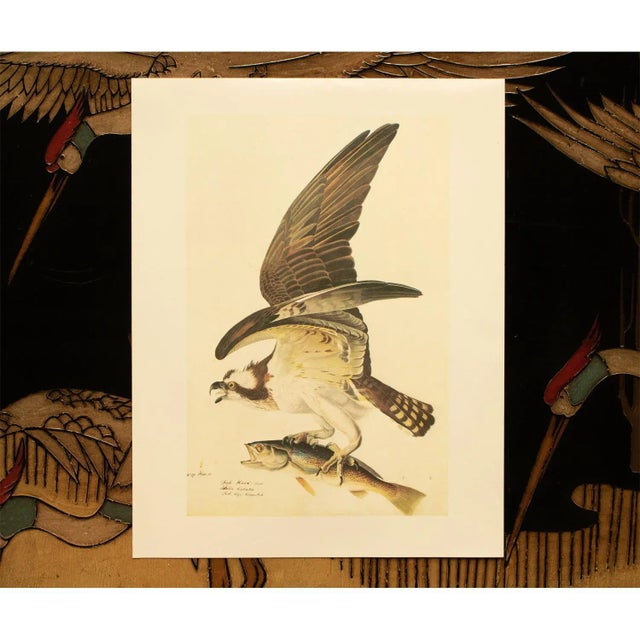 Fish Hawk by Audubon, 1966 Full-Color Reproduction Print | Chairish