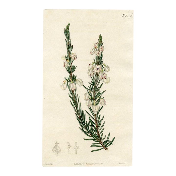 1822, White Heather Botanical Print, Curtis's Botanical Magazine ...