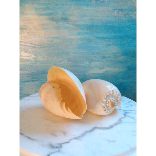 1980s Set of Two "Peche" Melon Volute SeaShells | Chairish