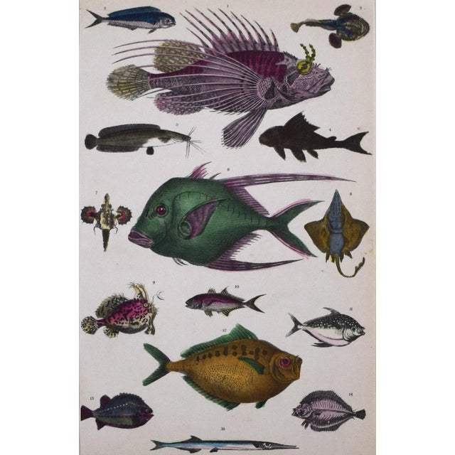 19th Century Antique Hand Colored Fish Engraving by Goldsmith | Chairish