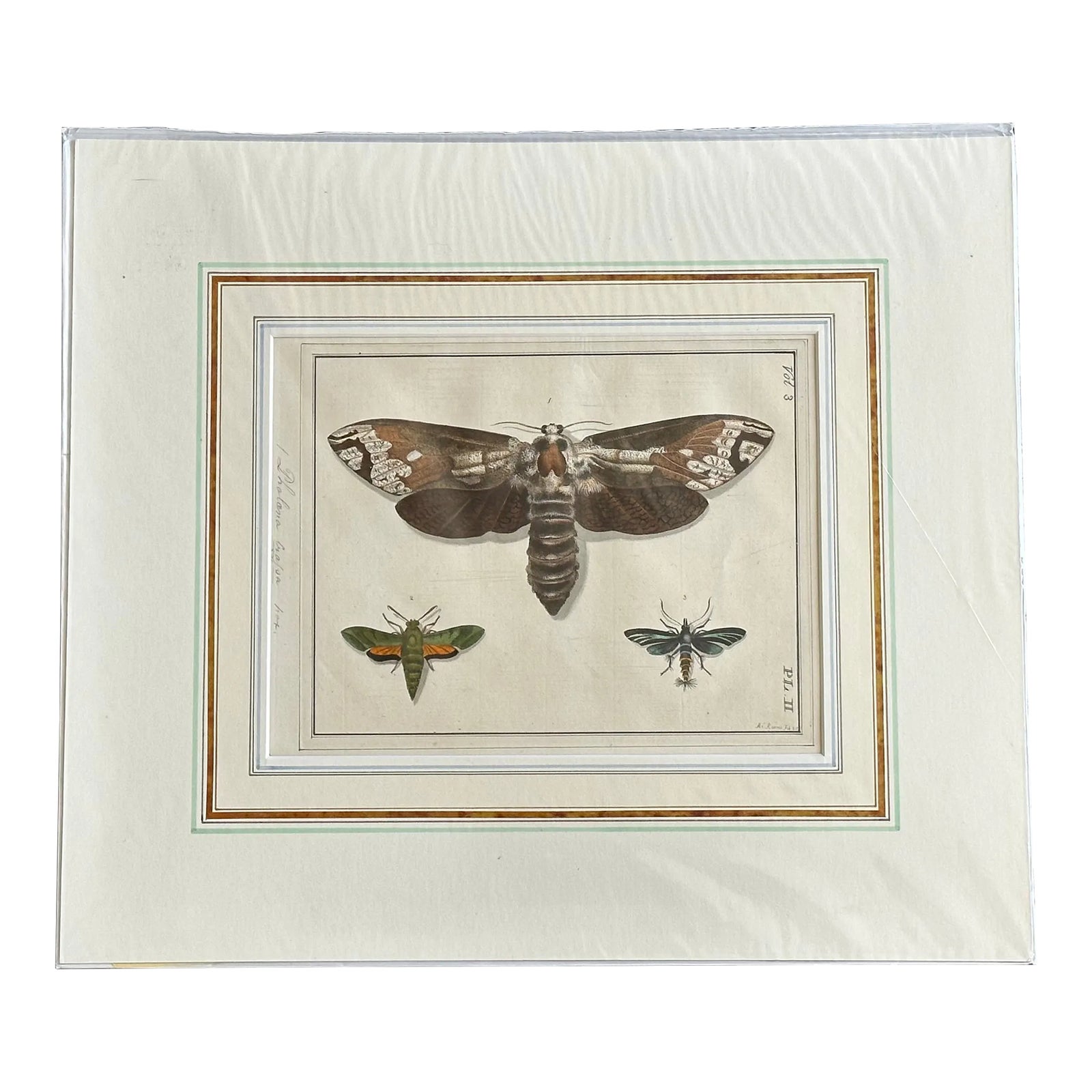 Antique Entomology Naturalist Art Print | Chairish