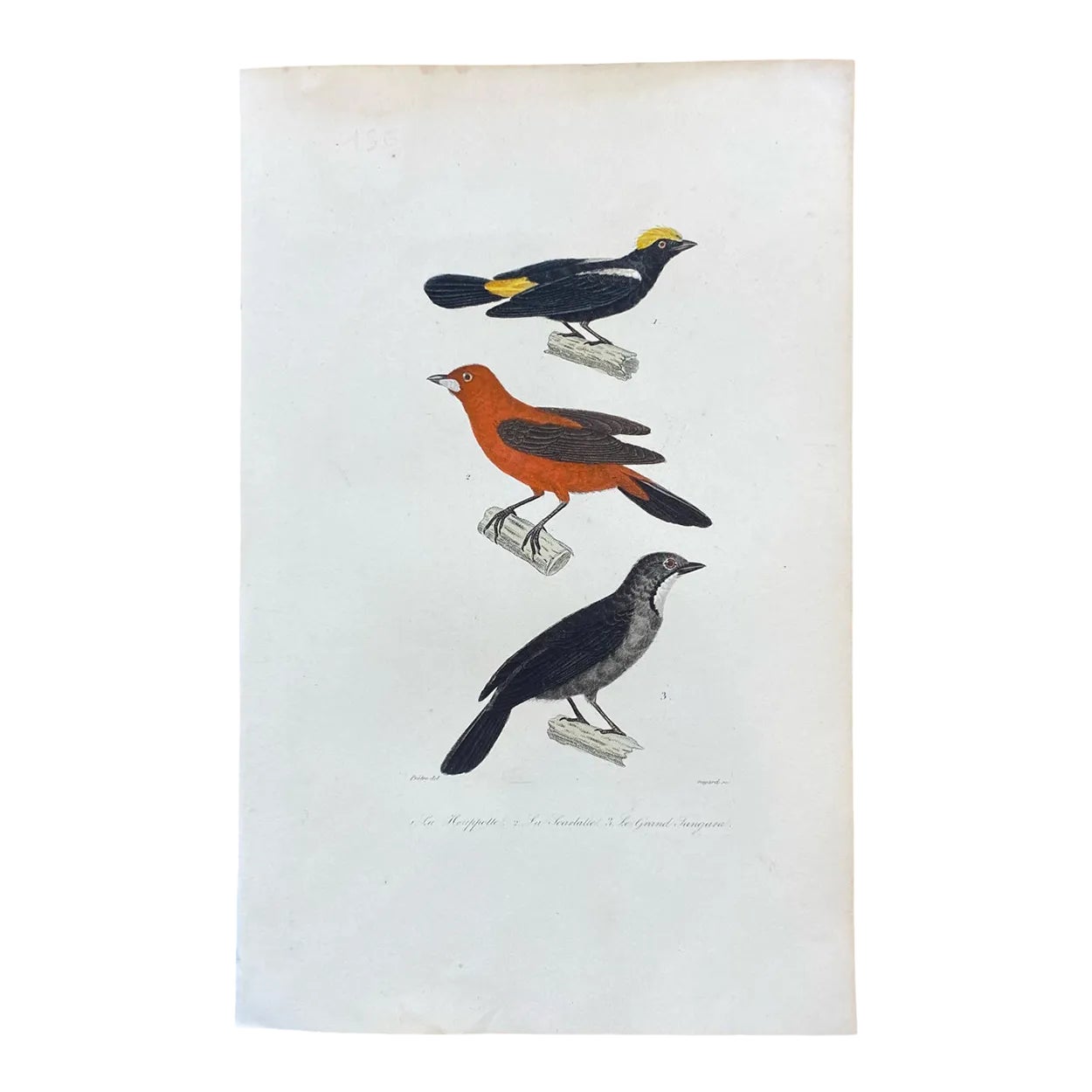 French Antique 18th Century "Le Grand Tangara" Bird Engraving Hand ...