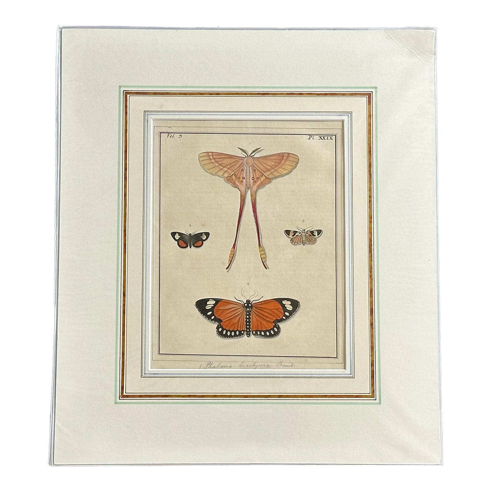 Antique Natural History Moth Art Print | Chairish