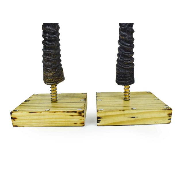 Late 20th Century Tall Pair of Gemsbok Gazella Horns on Custom Made ...