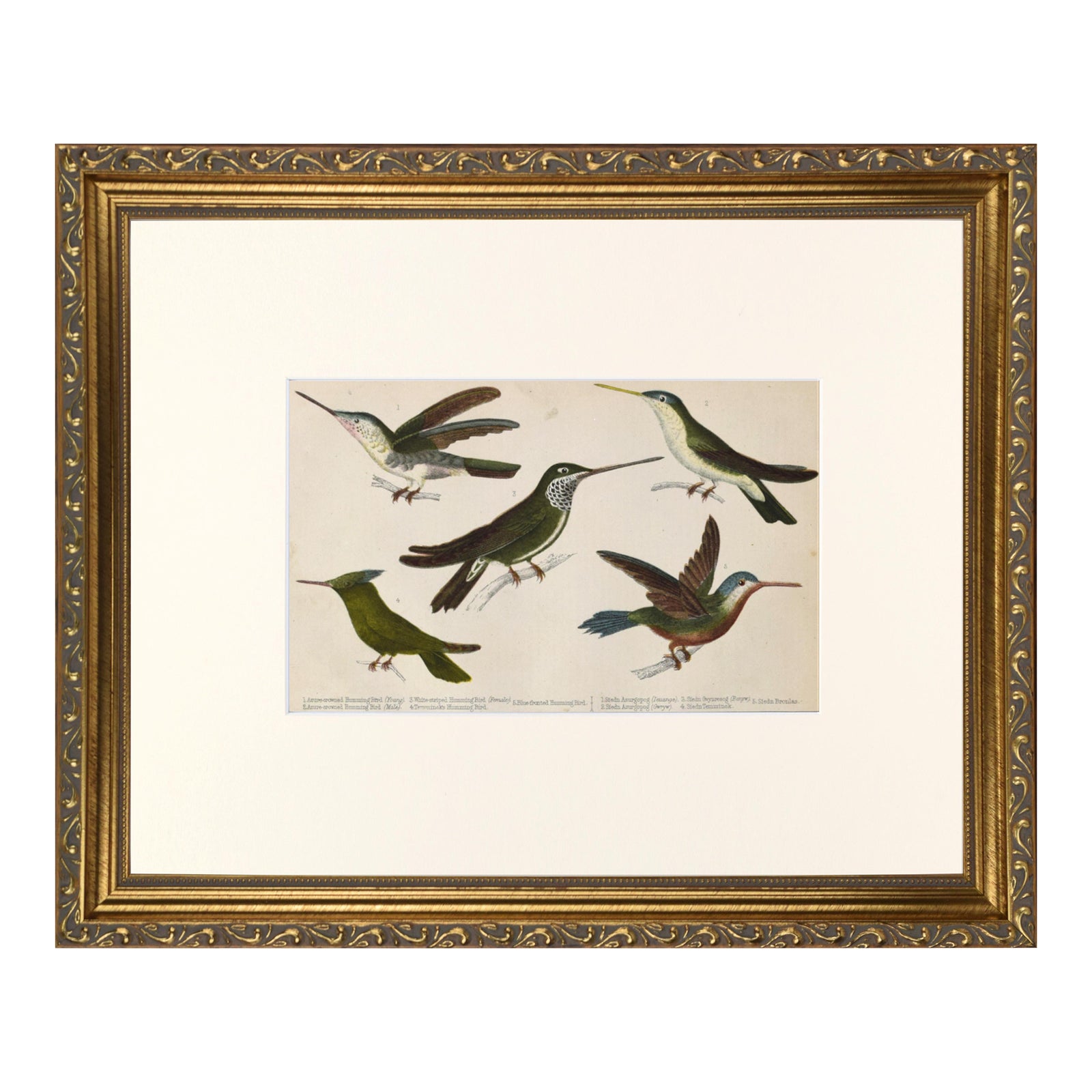 19th Century English Hand Colored Hummingbird Engraving by Goldsmith ...