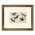 19th Century English Hand Colored Hummingbird Engraving by Goldsmith ...