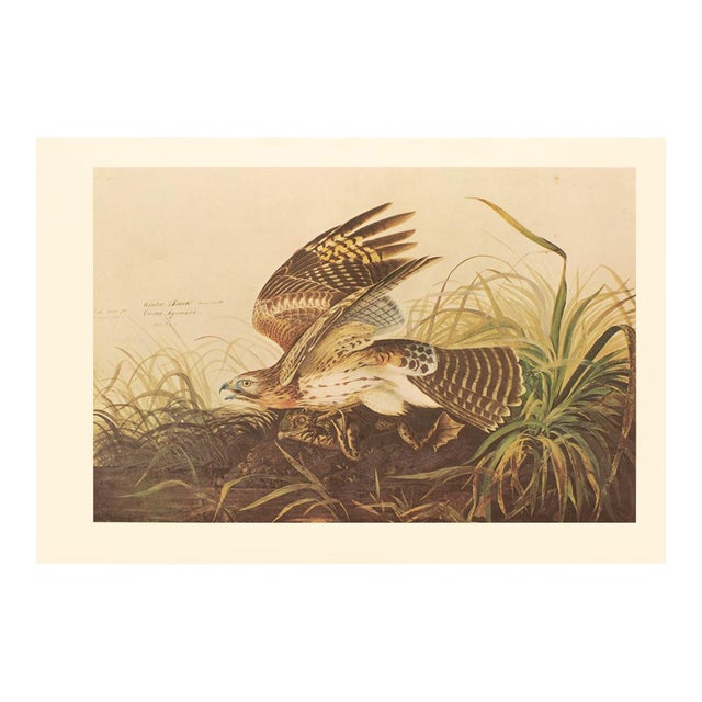 1966 Winter Hawk and Bull Frog After Audubon, XL Cottage Print | Chairish