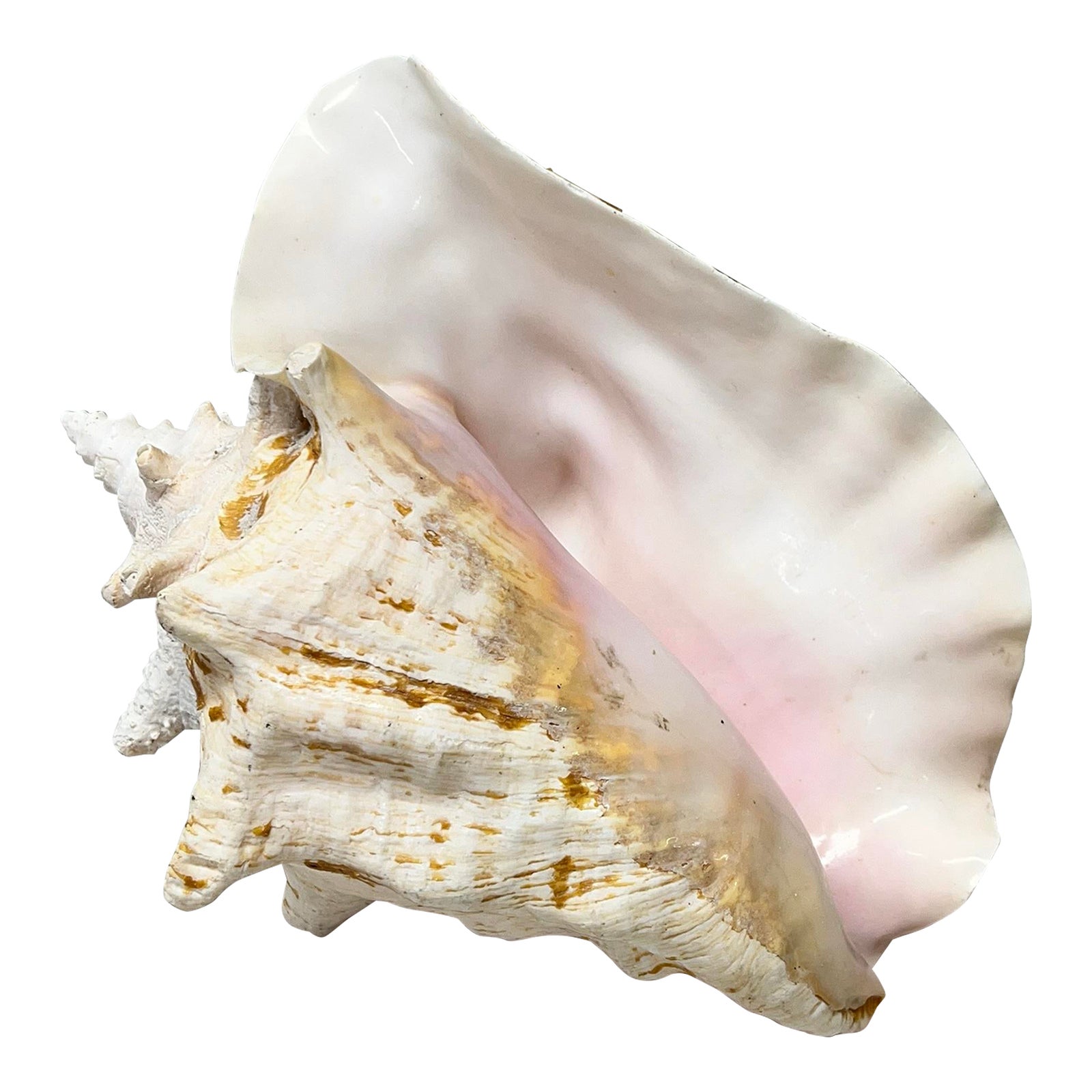 Vintage Natural Conch Shell | Chairish