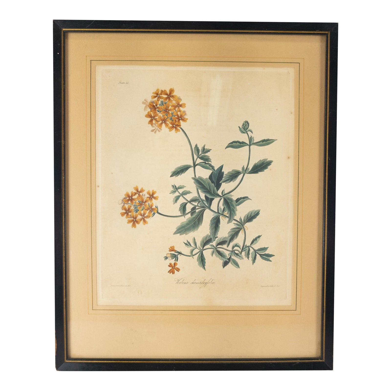 19th Century American Hand Colored Botanical Engraving Lithograph by ...