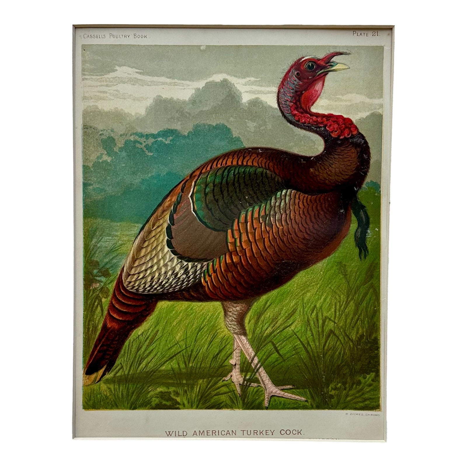 Wild American Turkey Cock Original Chromolithograph Print, 1890 | Chairish