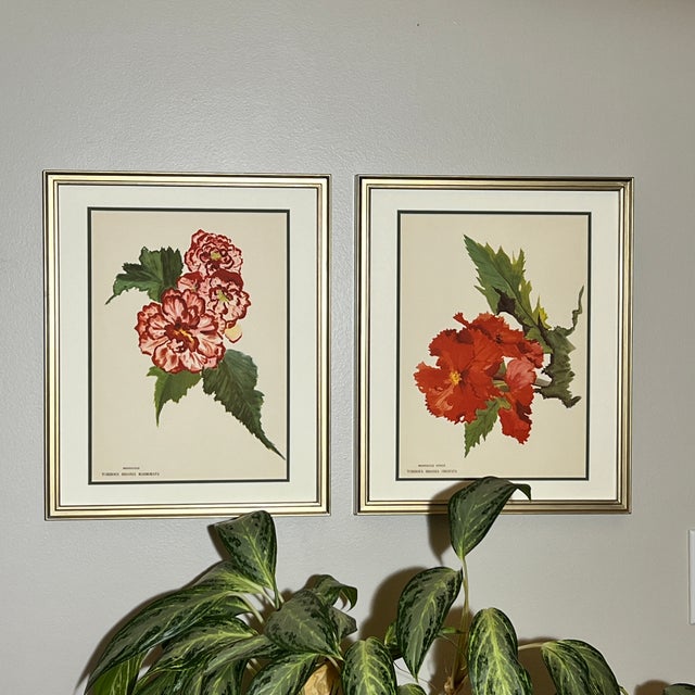 Original Vintage Botanical Prints, Framed Set of 2 1946 Paris Begonia ...