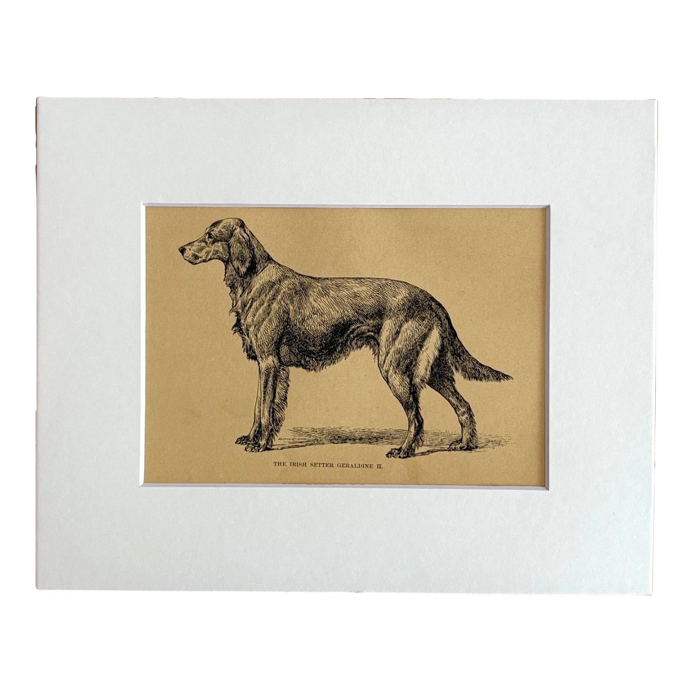 Antique 1890s Dog Print in 8 x 10 Mat: "The Irish Setter Geraldine II ...