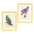 Jacques Barraband (1768-1809) Vintage Parrot Prints -- a Pair | Chairish