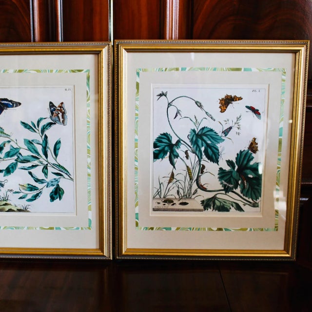Rare Moses Harris Hand Colored Butterfly Engravings- a Pair | Chairish
