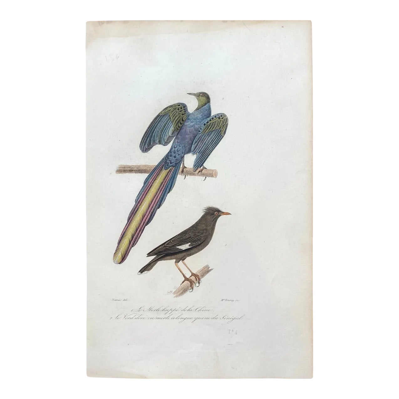 French Antique 18th Century "Le Merle Huppe De La Chine" Bird Engraving ...