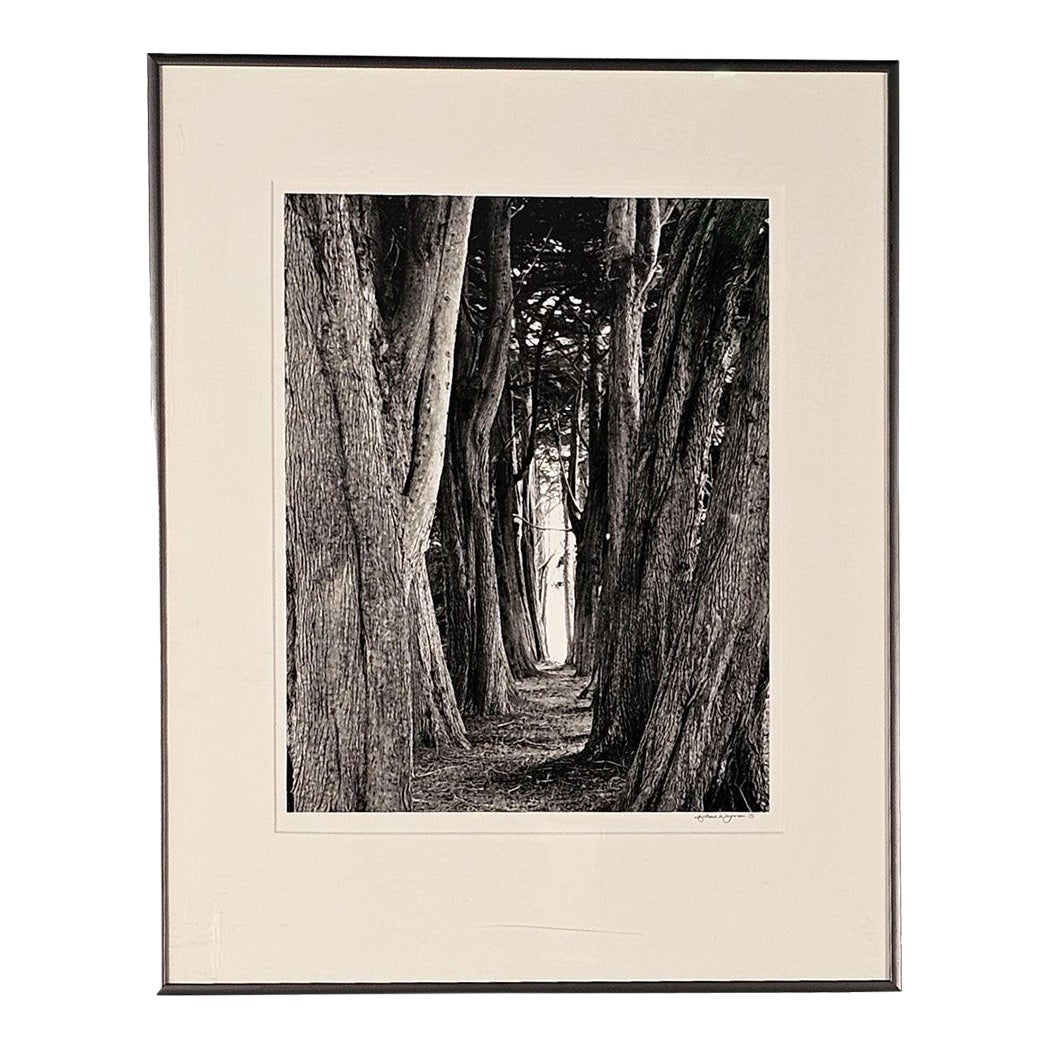Michael Wayman, "Aisle of Trees — Sea Road", Dated 1999 | Chairish
