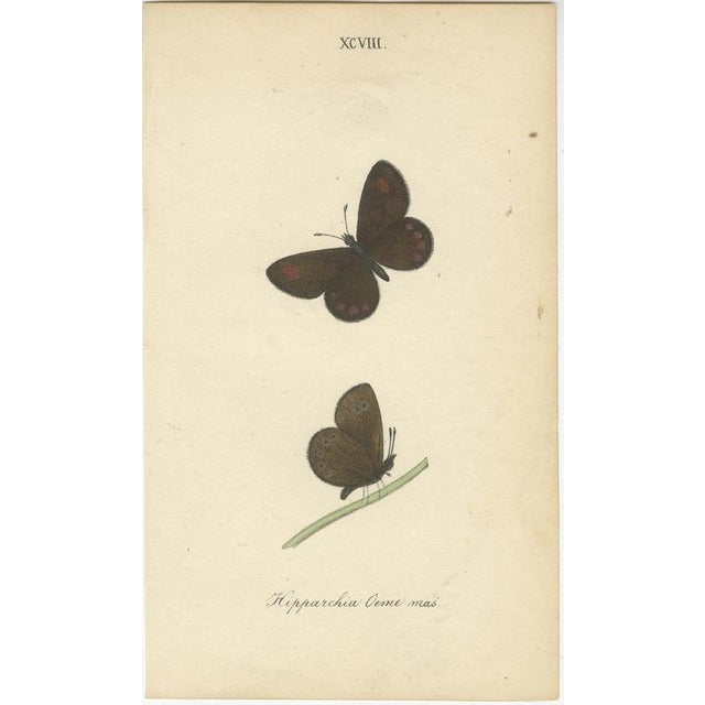 William Home Lizars, Cabinet-Size Butterfly Jewel-Tone Species, 1835 ...