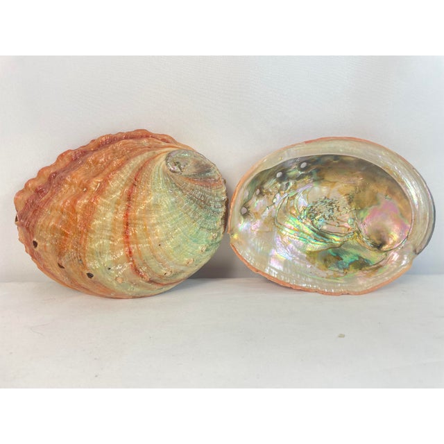 Pair of 1970s Large Polished Red Abalone Shells | Chairish