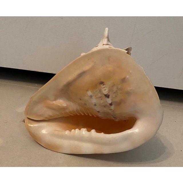 Early 19th Century Queen Helmet Conch Shell, Large | Chairish