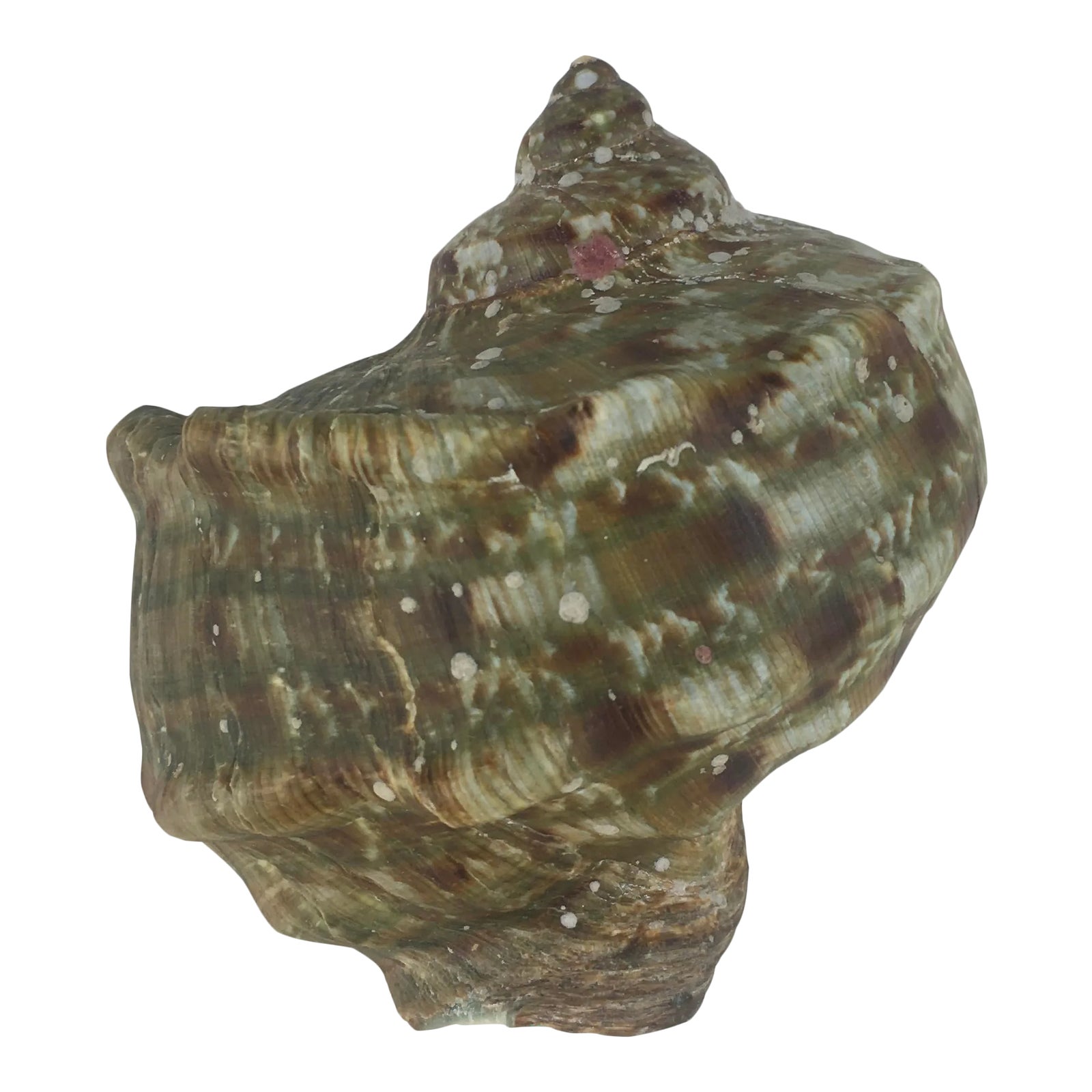Natural Mollusk, Turbo Marmoratus or Green Turban Sea Shell | Chairish