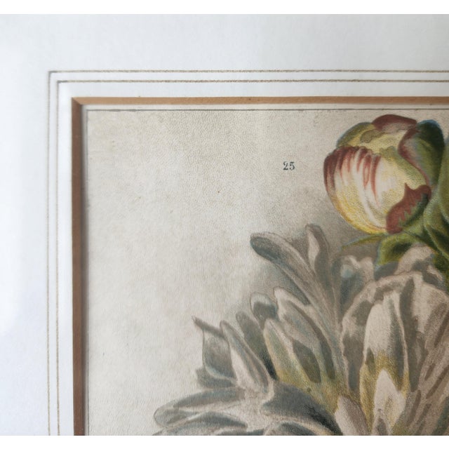 Pair of Gold Framed 1895 Antique Original Botanical Chromolithograph ...