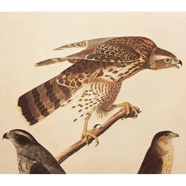 Goshawk After John J. Audubon, 1966 American Classical Print | Chairish