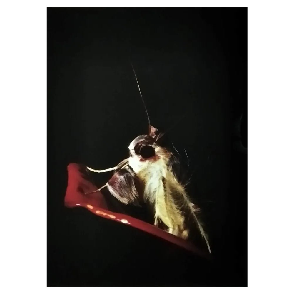 A.H., Nature Image, 1990, Photographic Print | Chairish