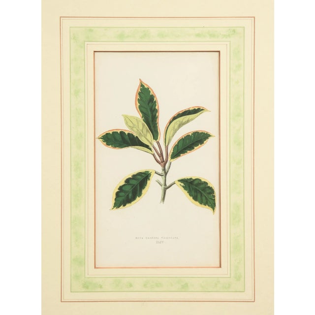 Edward Joseph Lowe Botanical Prints 1861- Set of 6 | Chairish
