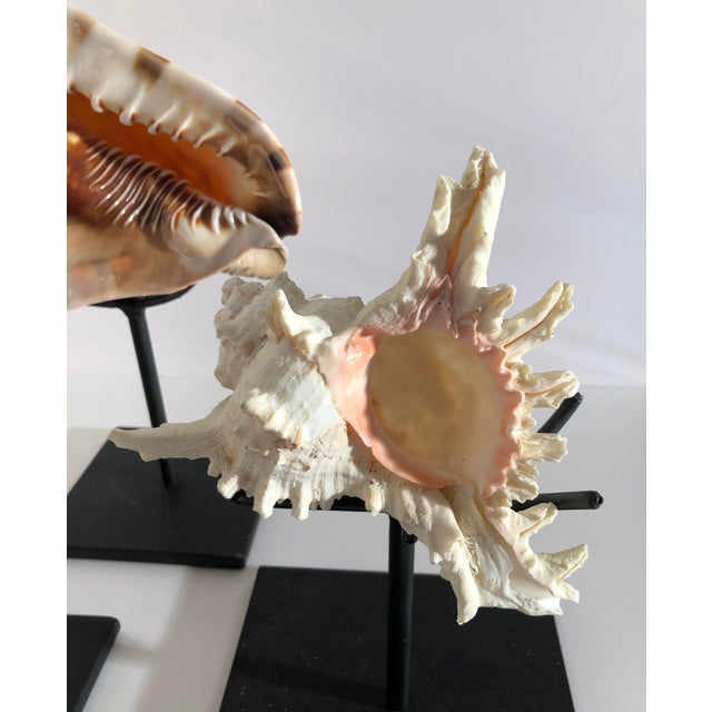 Trio Collection of Large Vintage Seashells on Iron Metal Displays ...