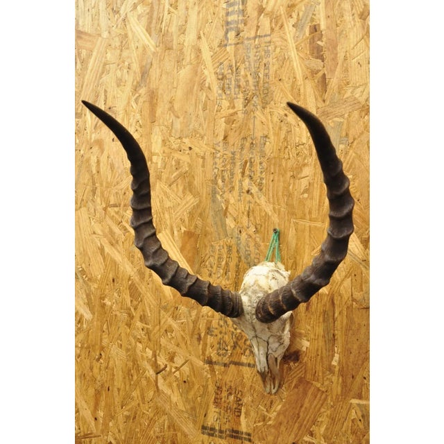 Vintage Impala African Antelope Cranium Skull Horn Mount Wall Taxidermy ...