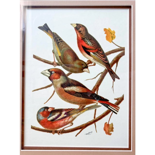 Vintage Bird Family Prints by William Rutledge Matted and Framed- a ...