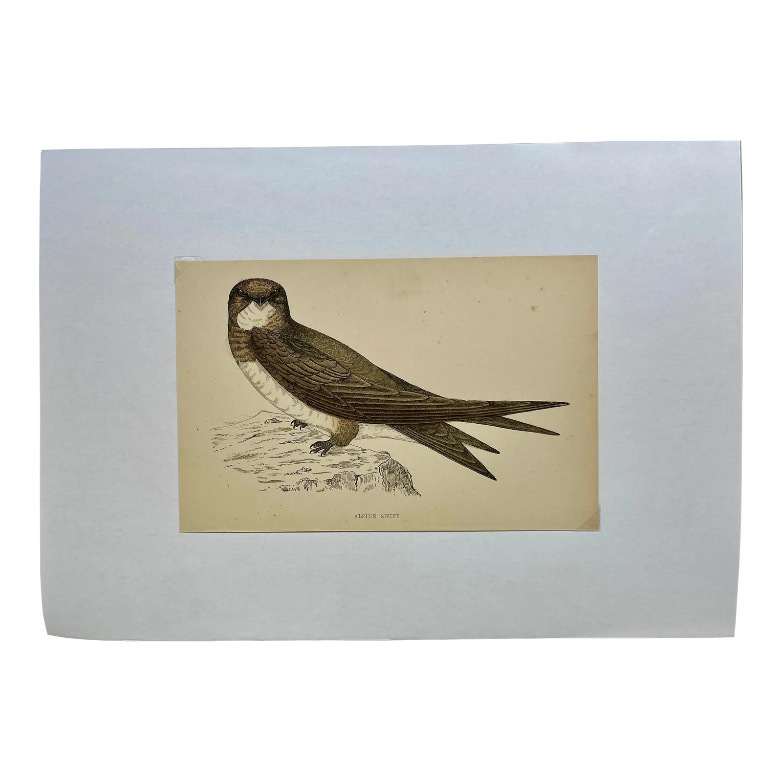 Antique Bird Print From England Showcasing a Majestic Brown Alpine ...