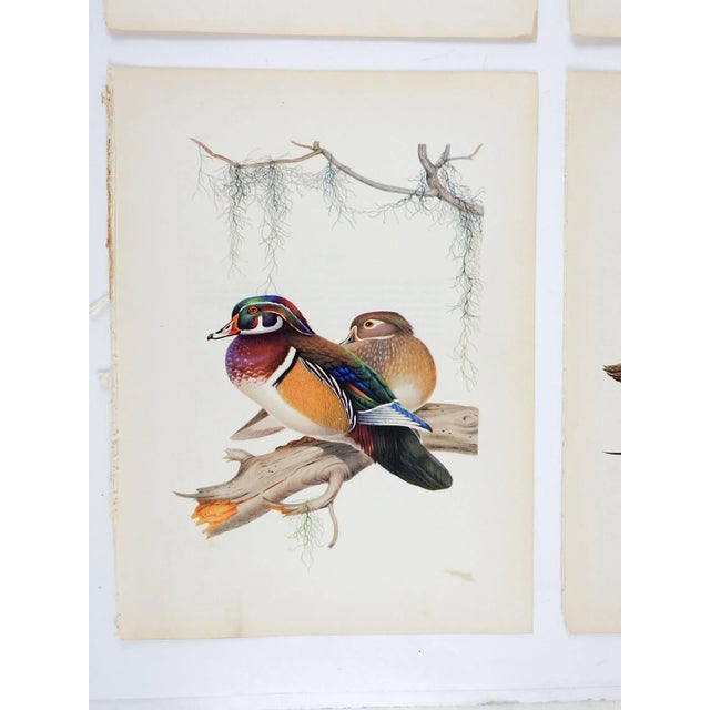 Vintage 1950 Duck Geese Menaboni's Birds Prints - Set of 4 | Chairish