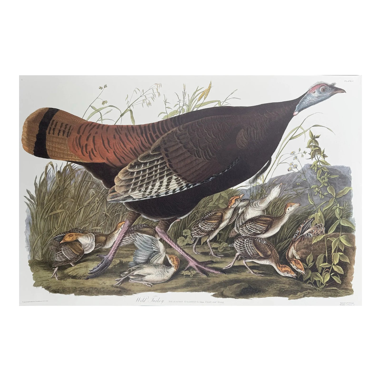 Large Rare Audubon Abbeville Edition Birds of America Print - Wild ...