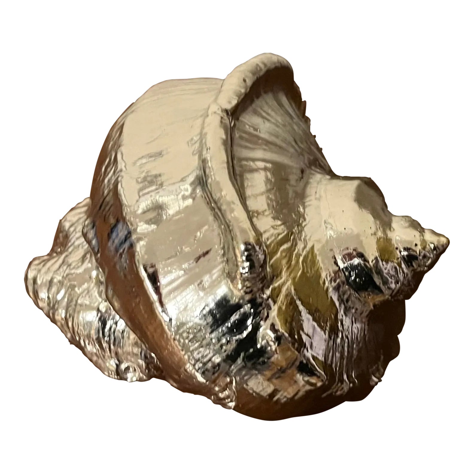 Italian Silvered Turbo Marmoratus or Turban Snail Sea Shell Specimen ...
