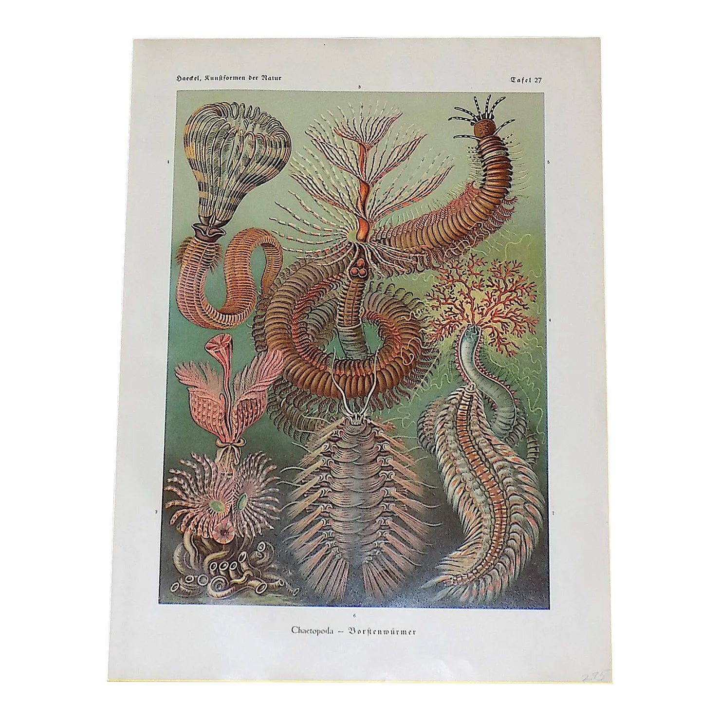Antique 19th Century Ernst Haeckel Sea Creature Lithograph | Chairish