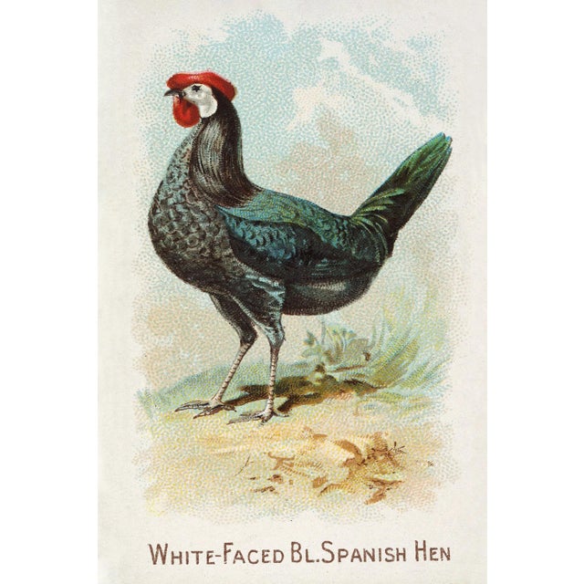 Farmhouse Hen Print Set - 24" X 36" Set of Two | Chairish