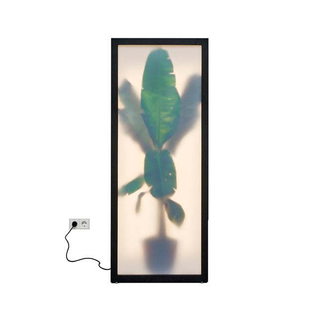 Growing Plants Lightbox With Photographic Collage by Rem Atelier | Chairish