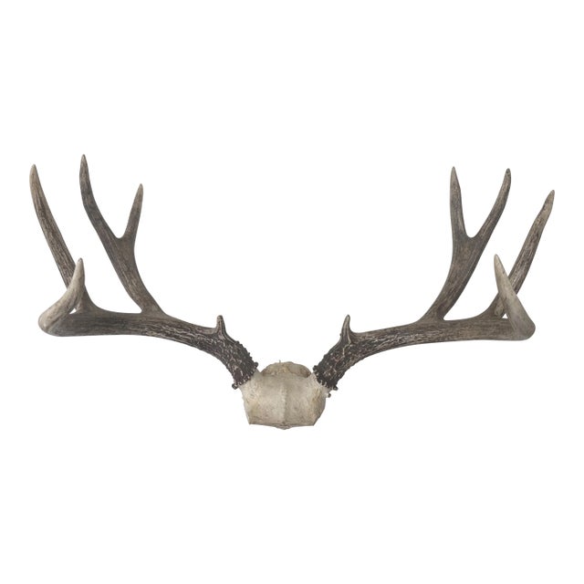 Vintage Natural 10-Point Deer Antlers | Chairish